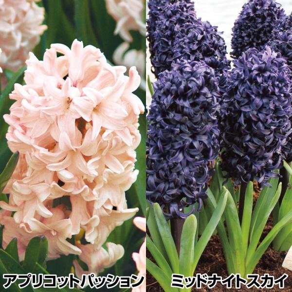 セット内容：ミッドナイトスカイ、アプリコットパッション●学名・英名：Hyacinthus orientalis●商品情報：春の花壇や寄せ植えに引っ張りだこなヒヤシンスのセット。花は良い香りがします。キジカクシ科。原産は地中海東部。●お届け状...