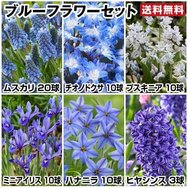 セット内容ムスカリ ブルーマジック 20球チオノドクサ 青花 フォルベシー 10球ハナニラ (アイフェイオン) 青花 ジェシー 10球プスキニア リバノティカ 10球ミニアイリス ハーモニー 10球ヒヤシンス 紫花 ブルージャケット 3球●...