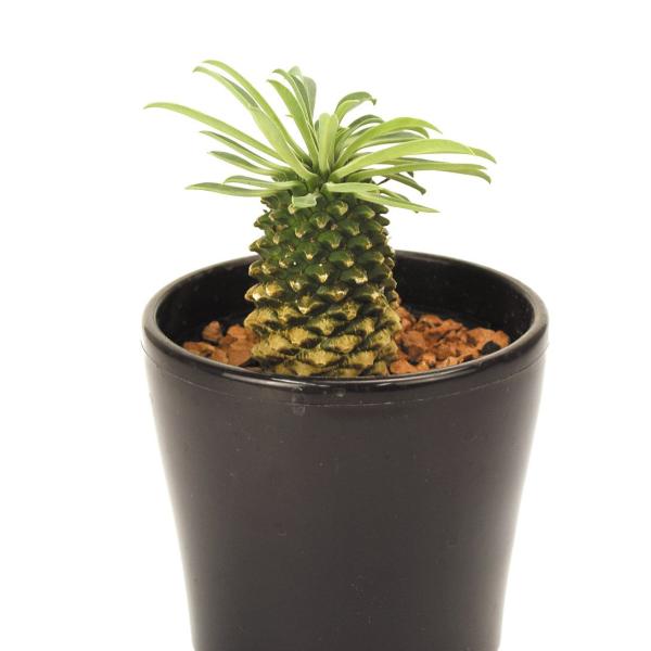 ●商品情報：まさにパイナップルのような姿をしたオシャレな多肉植物。   ●お届け状態：プラ鉢   ●分類：多年草   ●日照：日なた   ●耐寒性：弱   ●用途：鉢