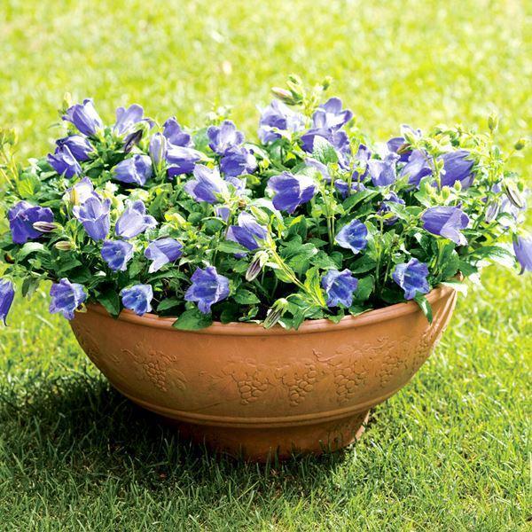 商品情報吸い込まれるような青色の花は、他に類を見ない美しさ。ベル上のかわいい花を春から晩秋まで楽しくことができます。暑さに強く、生育旺盛で育てやすい。品種登録出願中：WGCPNLMB24お届け状態11cmポット苗分類多年草開花期4月中旬〜1...
