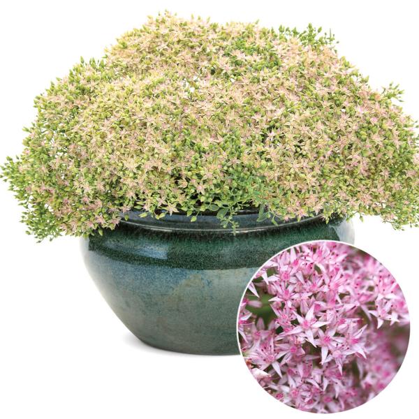 ●商品情報：耐寒性・耐暑性抜群のハイブリッドセダム!!時期によって花や葉の色が様変わりする姿を観賞することができ、初夏には多肉質の葉を楽しめます!強健で乾燥にも強く生育旺盛で、大きくドーム状に育つ株にたくさんの花が咲きこぼれます。●お届け状...