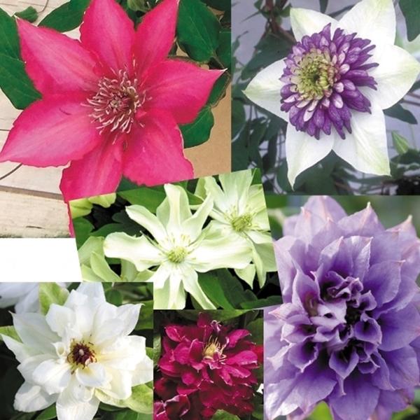 ●商品情報：つる植物の女王クレマチスを品種見計らい・名称付でお届けします。   ●お届け状態：9cmポット苗   ●分類：多年草   ●開花期(約)：4〜5月   ●草丈(約)：1.5〜2.5m   ●耐寒性：強   ●日照：日なた   ●...