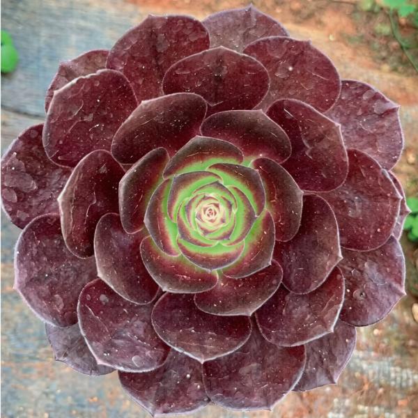 ●商品情報：葉が肉厚で深い黒〜ダークパープル色のロゼットを形成する。芍薬の花のような上品で立体的なロゼットを形成します。   ●お届け状態：ポット苗   ●分類：多年草   ●日照：日なた   ●耐寒性：弱   ●用途：鉢