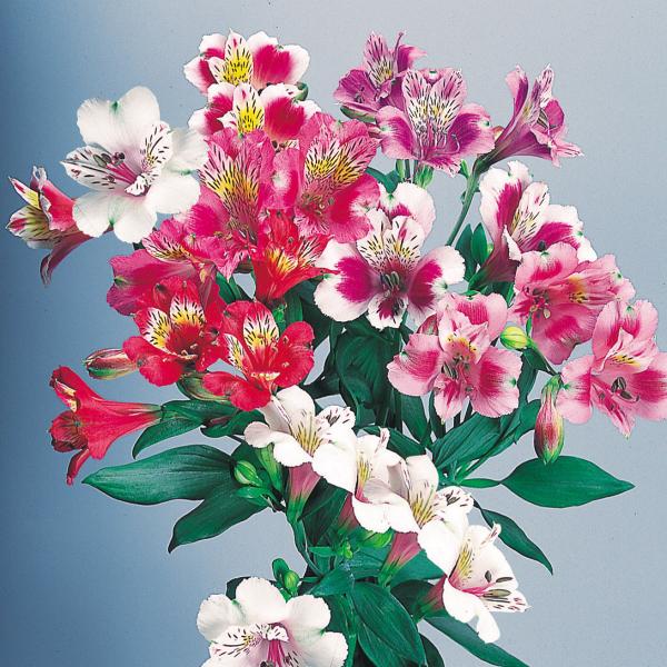 ●セット内容桃花白花各2株●商品情報切花に最適！ ●お届け状態9cmポット苗 ●分類多年草 ●開花期(約)8-9月 ●草丈(約)60-80cm ●耐寒性強 ●日照日なた ●栽培適地庭・鉢・切花 ●注意事項
