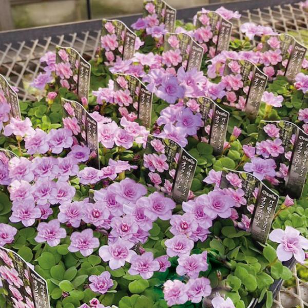 ●商品情報珍しい完全八重咲きが魅力のオキザリス。一般的なオキザリスは朝晩は花を閉じますが、八重咲きなので閉じません。秋から春にかけて花の少ない季節も華やかに彩ります。丈夫で育てやすく、年々株が広がり、毎年かわいらしい花を楽しめます。 ●お届...