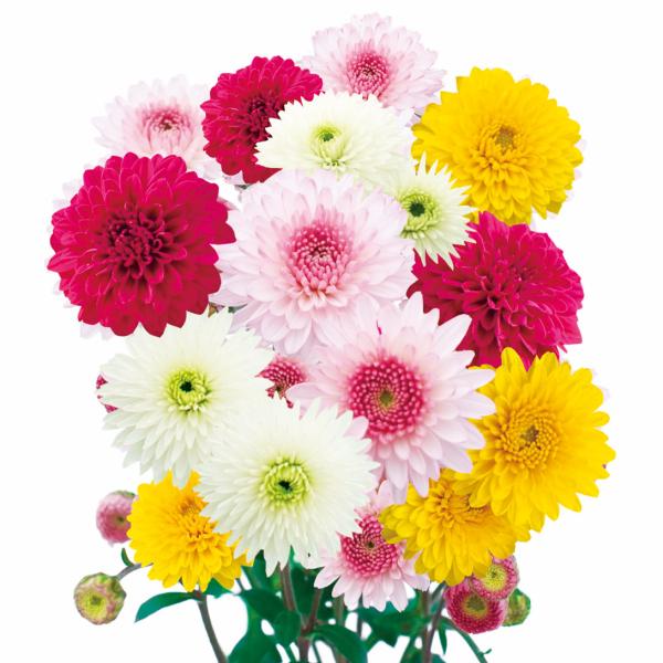 ●商品情報通常の菊苗は、さし芽や摘芯など花を咲かせるのに手間がかかりますが、この苗は植え替えるだけでお正月頃に立派な花が楽しめます!!切花に最適のポンポン菊を飾ってみませんか？ ●お届け状態12cmポット苗 ●分類多年草 ●開花期(約)冬 ...