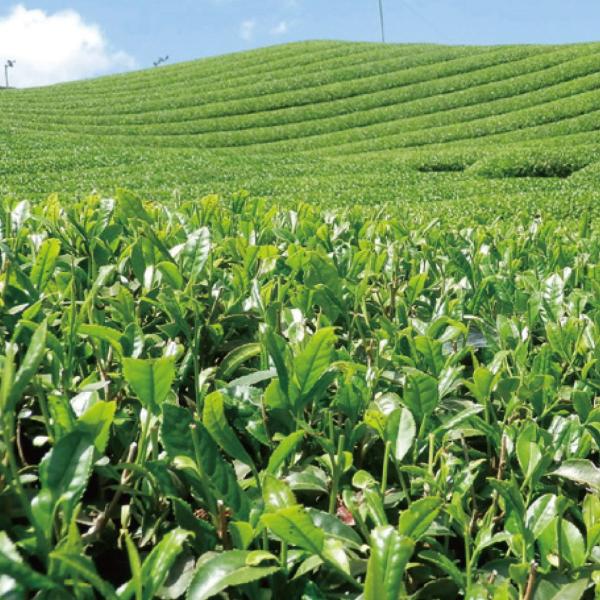 日本茶の木●商品情報静岡生まれの有名品種。高品質で味と香りのバランスが最高。樹形は直立。生垣にも!お茶の木。●お届け状態：ポット苗●種類：常緑低木●収穫：春●日照：半日陰●耐寒性：中/冬は霜除けしてください
