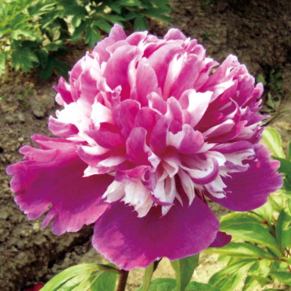 ●商品情報：花弁の赤紫色と弁花した白色のシベが交じり合う様が美麗!!咲き進むにつれて3段咲きのようになり、とても華やか。※特に花形・花色が安定しにくい品種で、年数がかかります。☆この商品は、10月下旬〜発送開始の秋の予約苗です。●お届け状態...