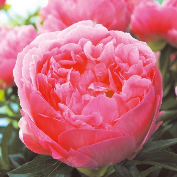 ●商品情報：咲き始めの濃いピンク色からコーラルピンクへ、咲き進むと花色が変化します。☆この商品は、10月下旬〜発送開始の秋の予約苗です。●お届け状態：２〜３芽素掘苗●分類：多年草●開花期：5〜6月●生長後の樹高(約)：0.5〜1ｍ●日照：日...