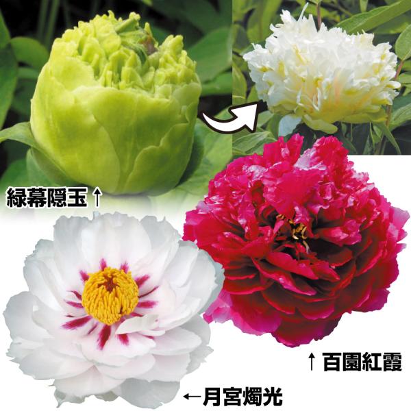 セット内容月宮燭光 １株百園紅霞 1株緑幕隠玉 1株●商品情報：美しい中国牡丹のセットです!☆この商品は、10月下旬〜発送開始の秋の予約苗です。●お届け状態：2〜3芽付き素掘苗●分類：落葉樹●開花期：4〜5月●生長後の樹高（約）：50〜10...