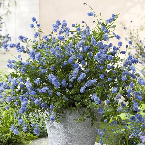 ●商品情報：濃青色の花穂が印象的なセアノサスです。比較的生長が早く、育てやすい！高温多湿に弱く、特に夏場の水やりには注意が必要です。セアノサスは別名カリフォルニアライラックとも呼ばれています。☆この商品は、10月下旬〜発送開始の秋の予約苗で...