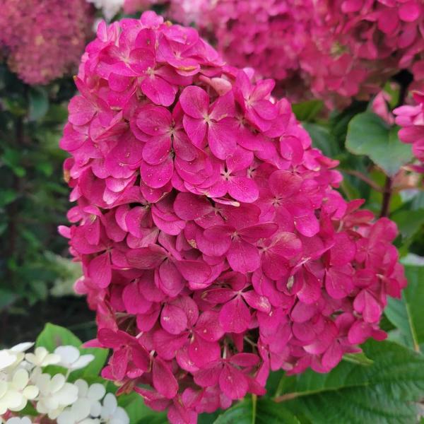 ●商品情報：朱炎は、秋には燃え上がる炎のように真っ赤な花色に！暑さ・寒さに強い冠花シリーズのノリウツギです。猛暑の中でも凛とした姿で咲き続けます。野山に咲くノリウツギの力を受け継ぎ、暑さ・寒さに耐えられるような、持続可能なアジサイを作ろうと...