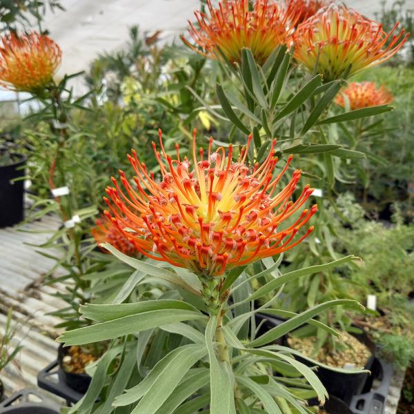 ●商品情報：針山に針を刺したようなユニークな花姿は花材としても人気！たまご型のオレンジ色花が開花します。☆この商品は、10月下旬〜発送開始の秋の予約苗です。●お届け状態：15cmポット苗●分類：常緑樹●開花期：3〜5月●生長後の樹高(約)：...