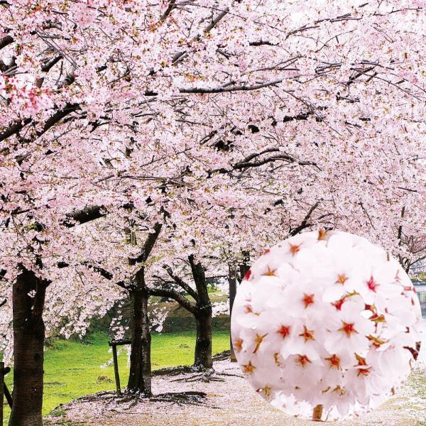 ●商品情報：言わずと知れた、日本で最も愛されている桜！生長が速い。☆この商品は、10月下旬〜発送開始の秋の予約苗です。●お届け状態：接木1年生根巻苗(樹高：50〜80cm)※上部を切り落とした状態でお届けする場合があります。●分類：落葉樹●...