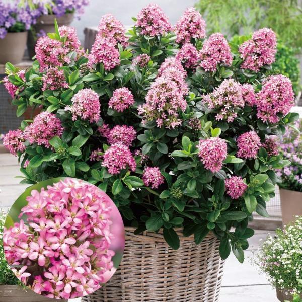 ●商品情報：常緑の照葉が一年中美しく、生垣にも!! 初夏に開花する可愛いピンク色の房咲花は、涼しい地域では秋にも開花する2季咲き性。登録名：LADES☆この商品は、10月下旬〜発送開始の秋の予約苗です。●お届け状態：挿木1年生18cmポット...