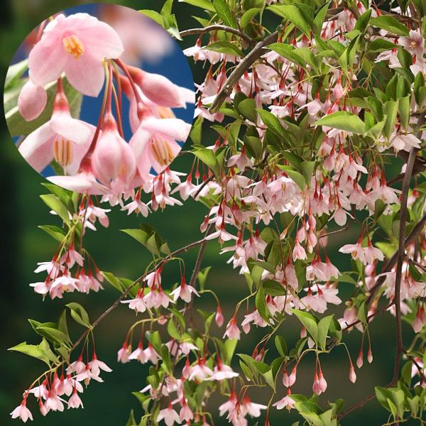 ●商品情報：淡ピンク色の花がしだれ咲きます。うつむき加減に開花する花は多花性で、樹形も美しく、シンボルツリーに適しています。☆この商品は、10月下旬〜発送開始の秋の予約苗です。●お届け状態：接木1年生15cmポット苗●分類：落葉樹●開花期：...