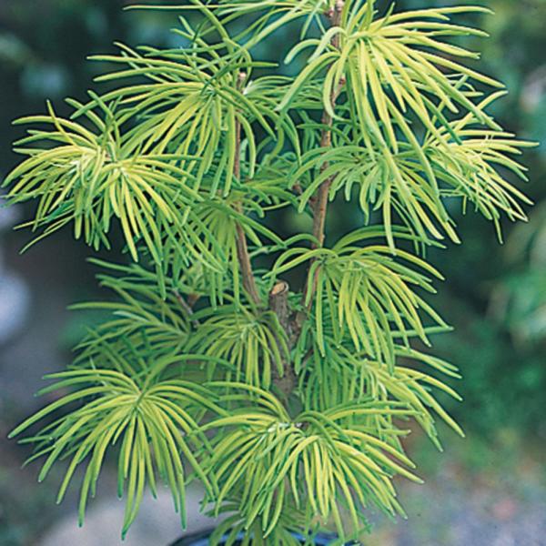 ●商品情報：「お金がたまる木」とも呼ばれる縁起の良い木! 春の新芽は緑色ですが、秋には葉色が黄金色に染まります。病害虫に強く、自然樹形でも美しい。カラマツに似ていますが、中国固有のマツ科の落葉樹です。☆この商品は、10月下旬〜発送開始の秋の...