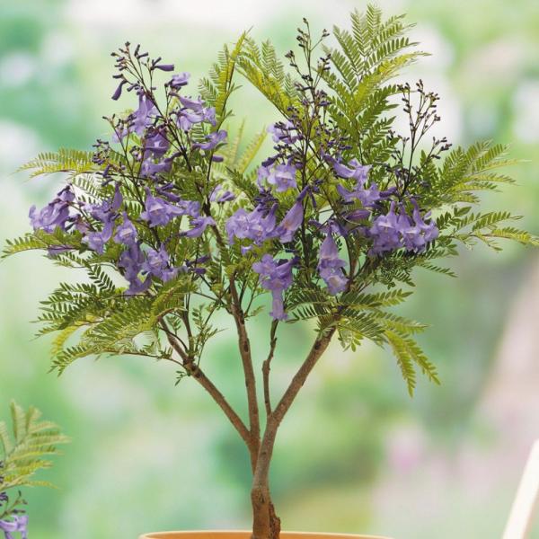 ●商品情報：原生地では15〜20mにもなる大木ですが、このジャカランダは矮性なので鉢植えでも楽しめます。☆この商品は、10月下旬〜発送開始の秋の予約苗です。●お届け状態：接木1年生15cmポット苗●分類：落葉樹●開花期：5〜6月●生長後の樹...