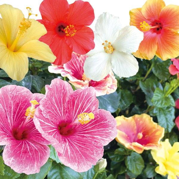 ●学名・英名：Hibiscus●商品情報：ハイビスカスは南国の代表する夏の花。一日花ですが、次々と花を咲かせます。アオイ科。花色おまかせの開花株でのお届けです。大量仕入れにより実現した夢の大特価です。お見逃しなく!!●お届け状態：15cmポ...