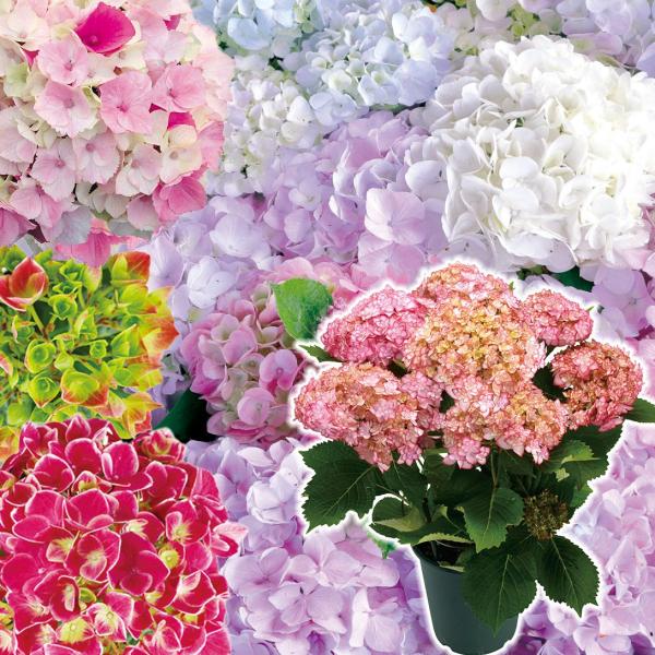 ●学名・英名：Hydrangea macrophylla●商品情報：とってもお買得価格のアジサイの鉢花を、花色見計らい・名称付きで厳選してお届け！ 花が咲いていて豪華な鉢花なので、ご自宅用にもプレゼントにも喜ばれます。名称付き。アジサイ科。...