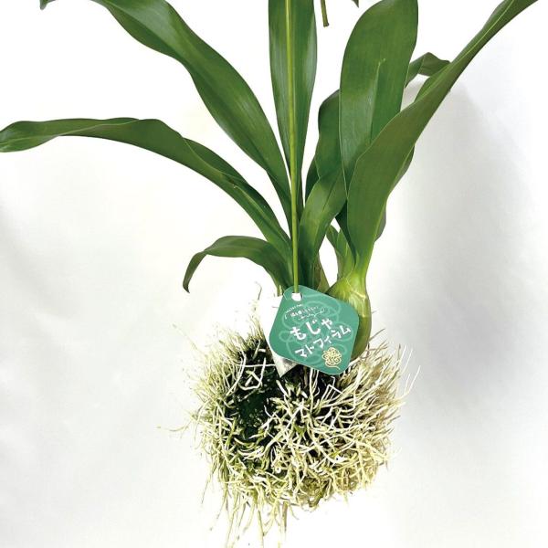 ●学名・英名：Grammatophyllum‘Kingdom’●商品情報：鮮やかな葉とむき出しの根が特徴的で、空中に吊り下げて「根を楽しむ」新感覚のグラマトフィラム。観葉植物のように楽しめます。適切な栽培条件下では初夏に茶褐色の花を楽しむこ...