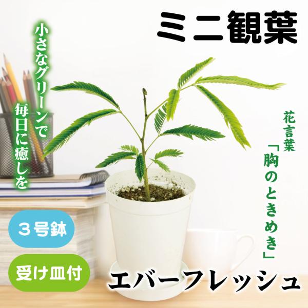 ●商品情報お洒落なミニ観葉植物！受け皿付きで水やりも安心！お部屋にグリーンを取り入れて、癒しの空間を！商品は3号鉢(直径9cm)のプラ鉢植えでお届けします。●鉢サイズ：3号鉢●備考：受け皿付き※画像はイメージです。葉つきや枝ぶりなどは画像と...