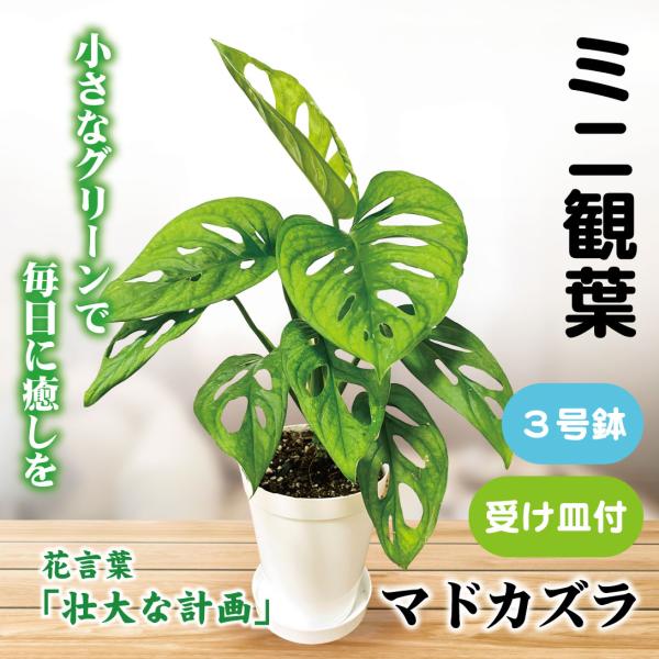 ●商品情報お洒落なミニ観葉植物！受け皿付きで水やりも安心！お部屋にグリーンを取り入れて、癒しの空間を！●鉢サイズ：3号鉢●備考：受け皿付き※画像はイメージです。葉つきや枝ぶりなどは画像と異なります。