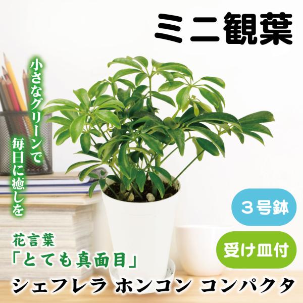 ●商品情報お洒落なミニ観葉植物！受け皿付きで水やりも安心！お部屋にグリーンを取り入れて、癒しの空間を！商品は3号鉢(直径9cm)のプラ鉢植えでお届けします。●鉢サイズ：3号鉢●備考：受け皿付き※画像はイメージです。葉つきや枝ぶりなどは画像と...