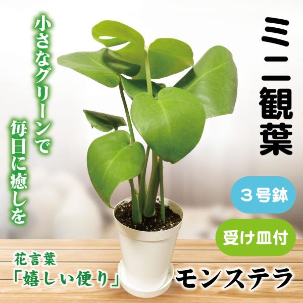 ●商品情報お洒落なミニ観葉植物！受け皿付きで水やりも安心！お部屋にグリーンを取り入れて、癒しの空間を！●鉢サイズ：3号鉢●備考：受け皿付き※画像はイメージです。葉つきや枝ぶりなどは画像と異なります。