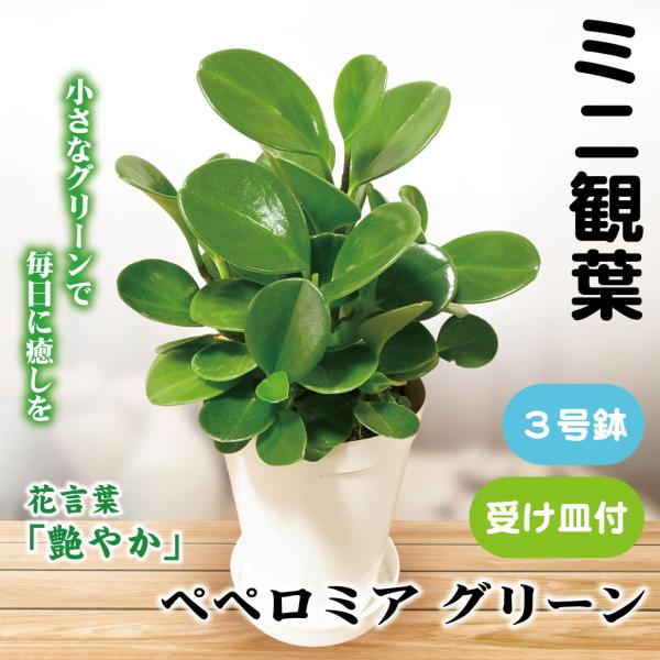 ●商品情報お洒落なミニ観葉植物！受け皿付きで水やりも安心！お部屋にグリーンを取り入れて、癒しの空間を！商品は3号鉢(直径9cm)のプラ鉢植えでお届けします。●鉢サイズ：3号鉢●備考：受け皿付き※画像はイメージです。葉つきや枝ぶりなどは画像と...