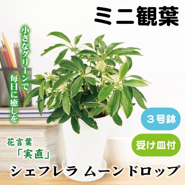 ●商品情報お洒落なミニ観葉植物！受け皿付きで水やりも安心！お部屋にグリーンを取り入れて、癒しの空間を！商品は3号鉢(直径9cm)のプラ鉢植えでお届けします。●鉢サイズ：3号鉢●備考：受け皿付き※画像はイメージです。葉つきや枝ぶりなどは画像と...