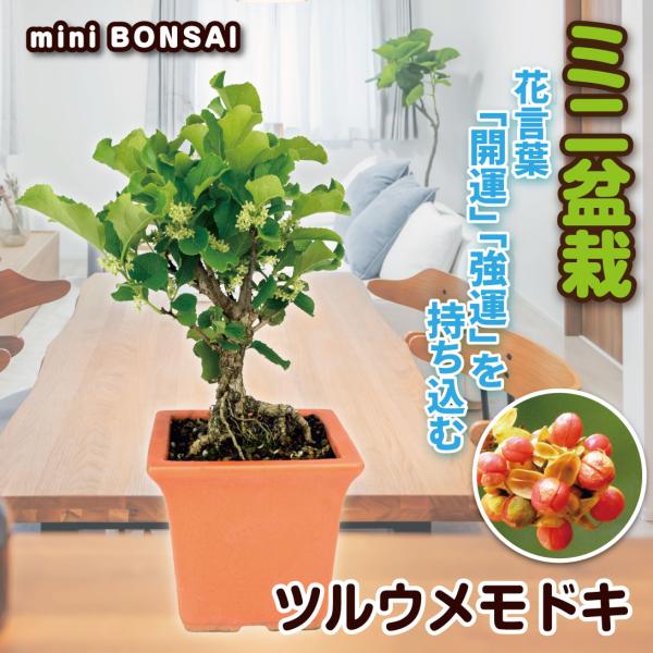 ●商品情報：小さい鉢の中に、まるで自然の風景を凝縮させたようなミニ盆栽。コンパクトで場所を取らず初心者でも簡単に栽培可能です。飾るだけで日本の伝統的な雰囲気をおしゃれに演出します！！●備考※鉢のデザインは予告なく変更になる場合があります。※...