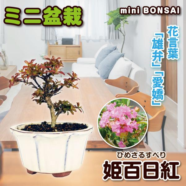●商品情報：小さい鉢の中に、まるで自然の風景を凝縮させたようなミニ盆栽。コンパクトで場所を取らず初心者でも簡単に栽培可能です。飾るだけで日本の伝統的な雰囲気をおしゃれに演出します！！●備考※鉢のデザインは予告なく変更になる場合があります。※...