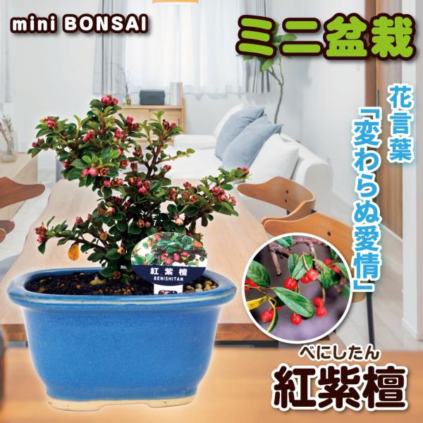 ●商品情報：小さい鉢の中に、まるで自然の風景を凝縮させたようなミニ盆栽。コンパクトで場所を取らず初心者でも簡単に栽培可能です。飾るだけで日本の伝統的な雰囲気をおしゃれに演出します！！●備考※鉢のデザインは予告なく変更になる場合があります。※...
