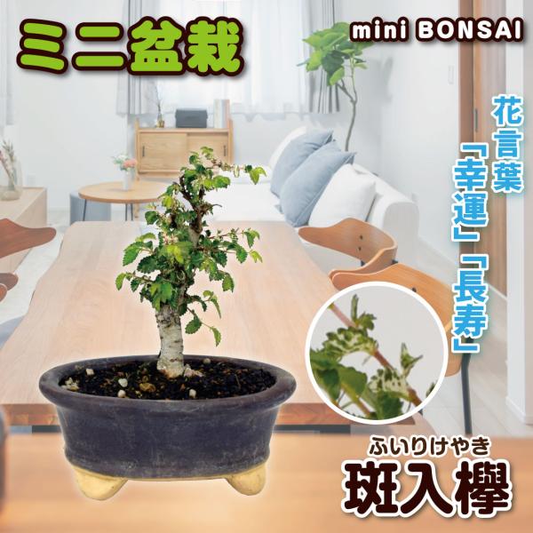 ●商品情報：小さい鉢の中に、まるで自然の風景を凝縮させたようなミニ盆栽。コンパクトで場所を取らず初心者でも簡単に栽培可能です。飾るだけで日本の伝統的な雰囲気をおしゃれに演出します！！●備考※鉢のデザインは予告なく変更になる場合があります。※...