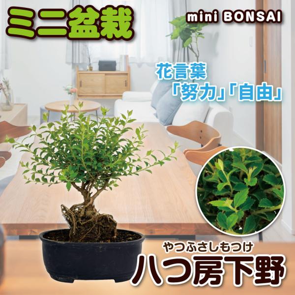 ●商品情報：小さい鉢の中に、まるで自然の風景を凝縮させたようなミニ盆栽。コンパクトで場所を取らず初心者でも簡単に栽培可能です。飾るだけで日本の伝統的な雰囲気をおしゃれに演出します！！●備考※鉢のデザインは予告なく変更になる場合があります。※...