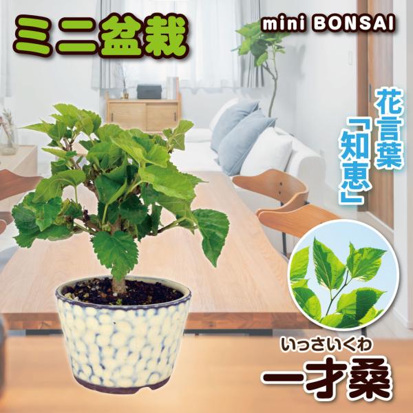 ●商品情報：小さい鉢の中に、まるで自然の風景を凝縮させたようなミニ盆栽。コンパクトで場所を取らず初心者でも簡単に栽培可能です。飾るだけで日本の伝統的な雰囲気をおしゃれに演出します！！●備考※鉢のデザインは予告なく変更になる場合があります。※...