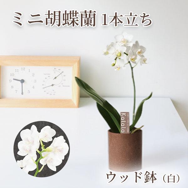 ●商品情報：お手軽に育てられるミニ胡蝶蘭！とっても可愛くて、長持ち！贈り物やインテリアとしても人気があります。●お届け状態：3寸ポット●栽培適地：鉢植え※鉢の色はイメージです。別の色になる可能性があります。
