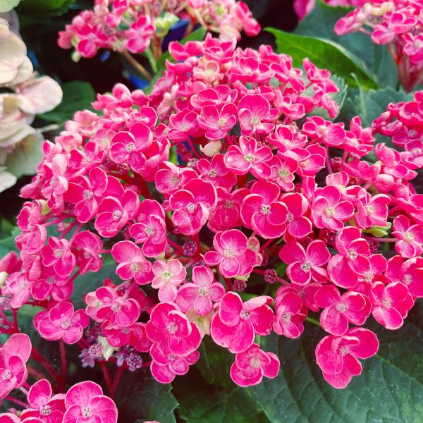 ●商品情報：内側にくるんとカールした花弁がキュートなアジサイ!! アルカリ土壌で鮮赤色、酸性土壌で紫色になります。☆この商品は、10月下旬〜発送開始の秋の予約苗です。●お届け状態：挿木1〜2年生ポット苗(樹高約5〜20cm)●開花期：5〜7...