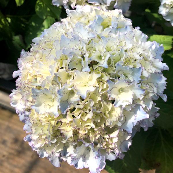 ●商品情報：業界トップクラスの育種家がつくった、大栄花園オリジナルあじさい！ひらひらとフリルの花弁は、白地に赤紫色の覆輪からはじまり、次第に淡いブルーに染まり、咲き進めば、全体的に綺麗で鮮やかなブルーになります。発色の良い花色にするために、...
