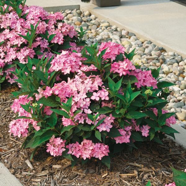●商品情報：枝先だけでなく側芽にも花が咲き、株いっぱいの花を楽しめる二季咲きアジサイ! 初夏から秋にかけて繰り返し咲きます。さらに新旧両枝咲きで、前年に伸びた枝にも新しく伸びた枝にも花がつくため、剪定がとっても簡単。また、剪定しなくてもコン...