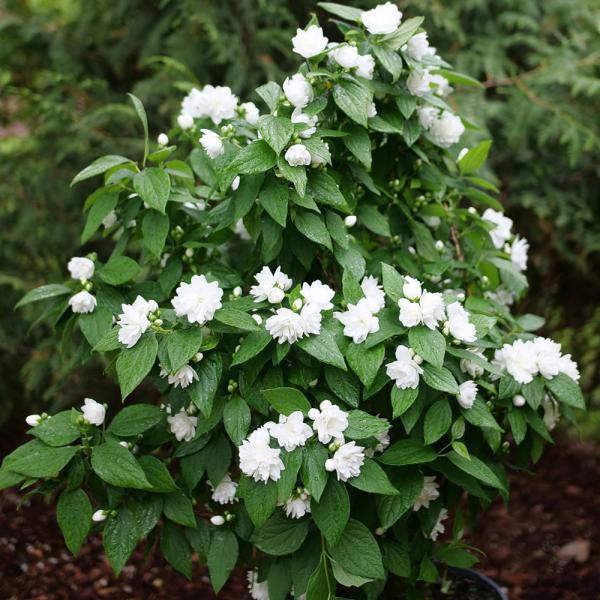 ●商品情報：純白の八重咲き花が開花し、オレンジの花のような香りを楽しめるバイカウツギです。コンパクトで丸みのある樹形に育ちます。宿根草との混植にも相性が良い◎品種登録出願予定☆この商品は、10月下旬〜発送開始の秋の予約苗です。●お届け状態：...
