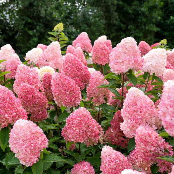 ●商品情報：白色で開花する花は、夏から秋にかけて淡ピンク色に色づいていき、さらに深まると濃ピンク色へと変化していきます。耐寒性が高く育てやすい！●お届け状態：ポット苗●分類：落葉樹●開花期：6〜9月●生長後の樹高(約)：1.4m●日照：日な...