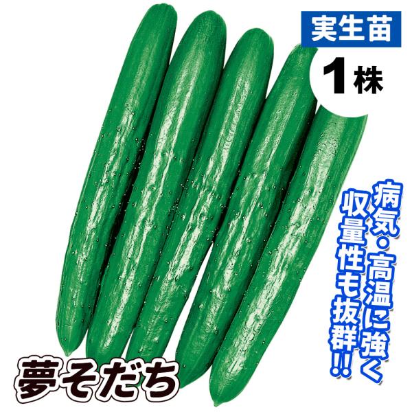 ●商品情報：早くから穫れるうえ、側枝がしっかり出るので休みなく収穫できる！ うどんこ病・べと病・褐斑病に強く、作り易い。●果長（約）：22〜23cm●お届け状態：実生9cmポット苗 ●備考：※ポットの口の対角線または直径が9cmとなります。...