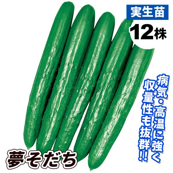 ●商品情報：早くから穫れるうえ、側枝がしっかり出るので休みなく収穫できる！ うどんこ病・べと病・褐斑病に強く、作り易い。●果長（約）：22〜23cm●お届け状態：実生9cmポット苗 ●備考：※ポットの口の対角線または直径が9cmとなります。...