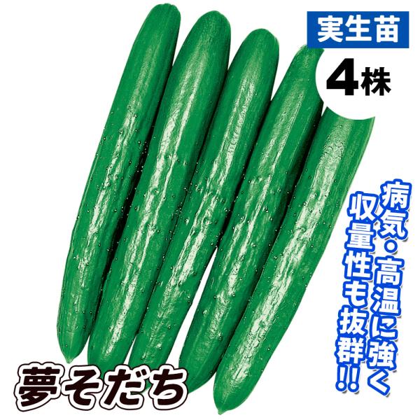 ●商品情報：早くから穫れるうえ、側枝がしっかり出るので休みなく収穫できる！ うどんこ病・べと病・褐斑病に強く、作り易い。●果長（約）：22〜23cm●お届け状態：実生9cmポット苗 ●備考：※ポットの口の対角線または直径が9cmとなります。...