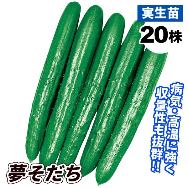 ●商品情報：早くから穫れるうえ、側枝がしっかり出るので休みなく収穫できる！ うどんこ病・べと病・褐斑病に強く、作り易い。●果長（約）：22〜23cm●お届け状態：実生9cmポット苗 ●備考：※ポットの口の対角線または直径が9cmとなります。...