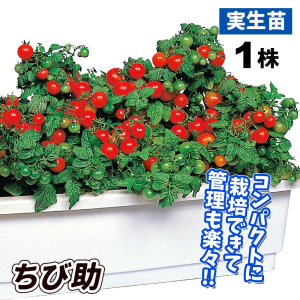 ●商品情報：草丈約30cmで支柱不要のミニトマト。コンパクトにまとまり、入念にわき芽をとらなくてもOK！ 食味良い豊産性品種。ベランダ栽培。●ミニトマト●果長（約）：2〜3cm●お届け状態：実生9cmポット苗 ●備考：※ポットの口の対角線ま...