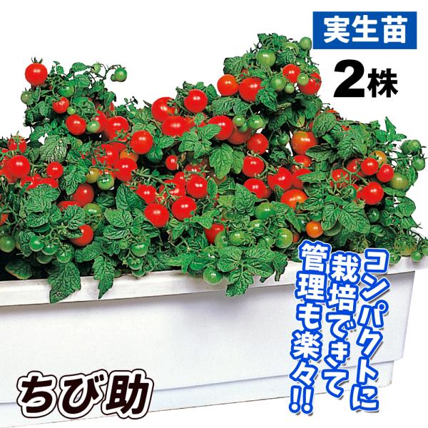 ●商品情報：草丈約30cmで支柱不要のミニトマト。コンパクトにまとまり、入念にわき芽をとらなくてもOK！ 食味良い豊産性品種。ベランダ栽培。●ミニトマト●果長（約）：2〜3cm●お届け状態：実生9cmポット苗 ●備考：※ポットの口の対角線ま...