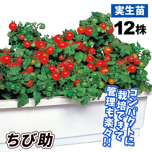 ●商品情報：草丈約30cmで支柱不要のミニトマト。コンパクトにまとまり、入念にわき芽をとらなくてもOK！ 食味良い豊産性品種。ベランダ栽培。●ミニトマト●果長（約）：2〜3cm●お届け状態：実生9cmポット苗 ●備考：※ポットの口の対角線ま...